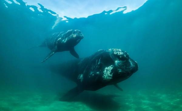 ¿A dónde van las ballenas en el verano y por qué importa saberlo ...
