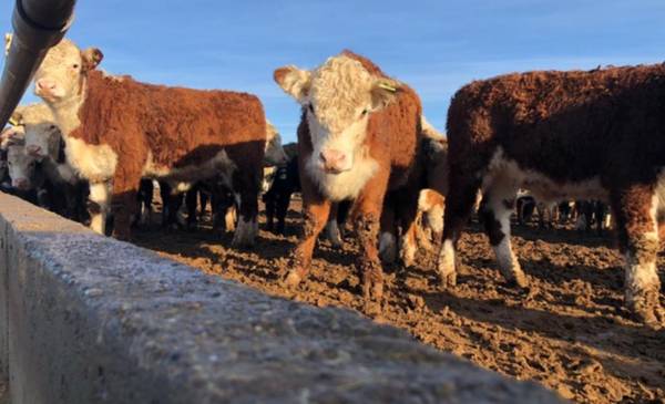 "Locos por las vacas": en el Virch hay 110 mil cabezas de ganado vacuno ...