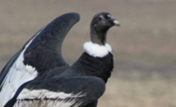 Para concientizar sobre la conservación del Cóndor Andino, Provincia ...