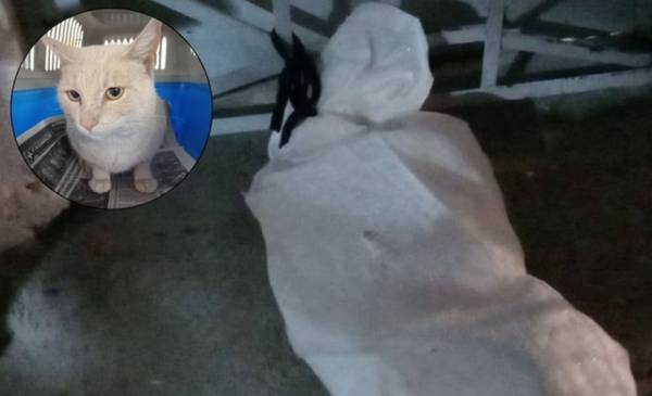 Hallazgo e indignación: un gato fue abandonado en una bolsa atada ...