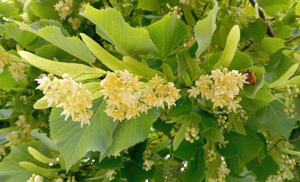El perfume del árbol de tilo: un regalo de la primavera en la avenida ...